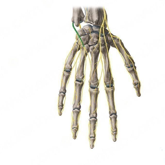 Carpometacarpal(CMC)Joints