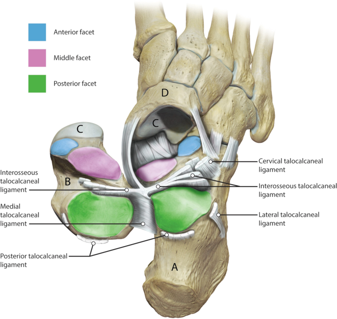 Subtalar Joint