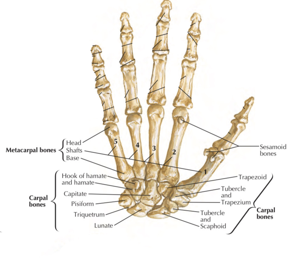 Right Hand Carpal Bones Right Hand Carpal Bones