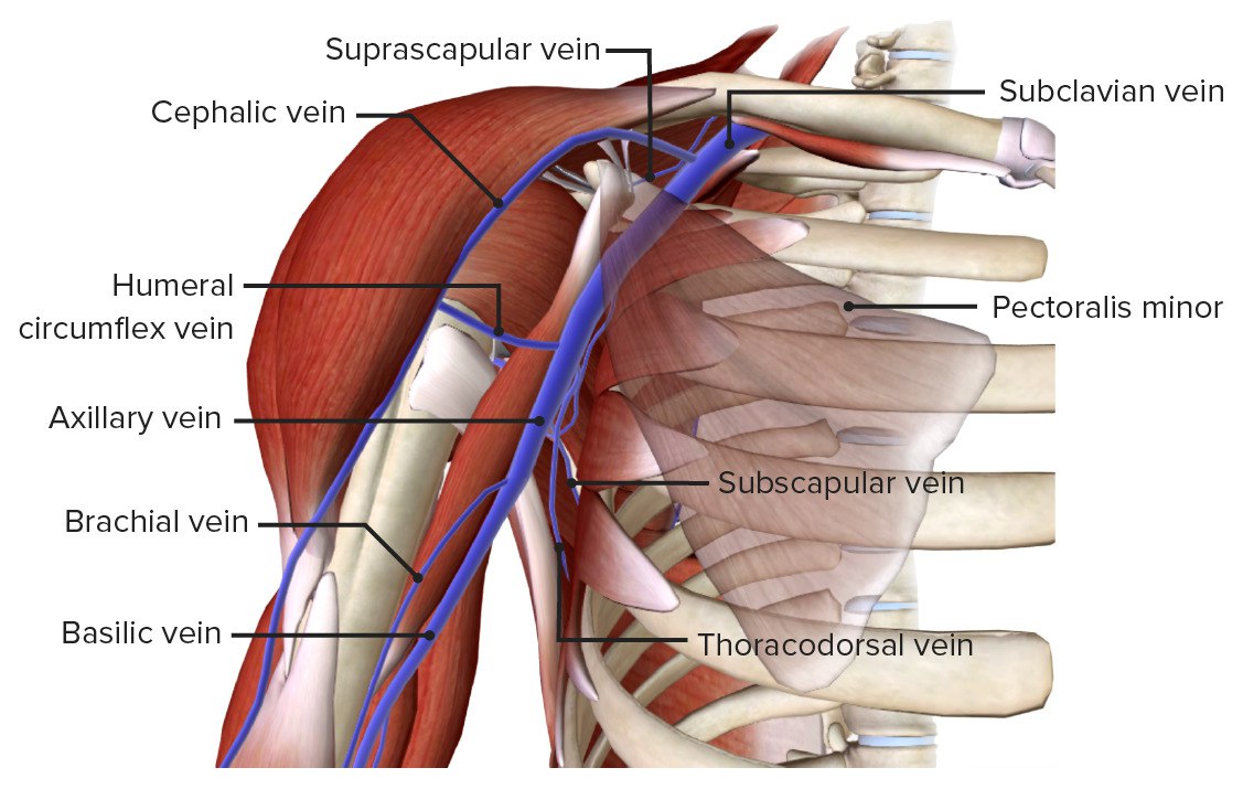 Axillary Vein