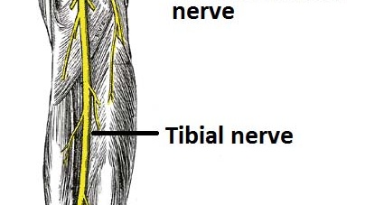 The tibial nerve