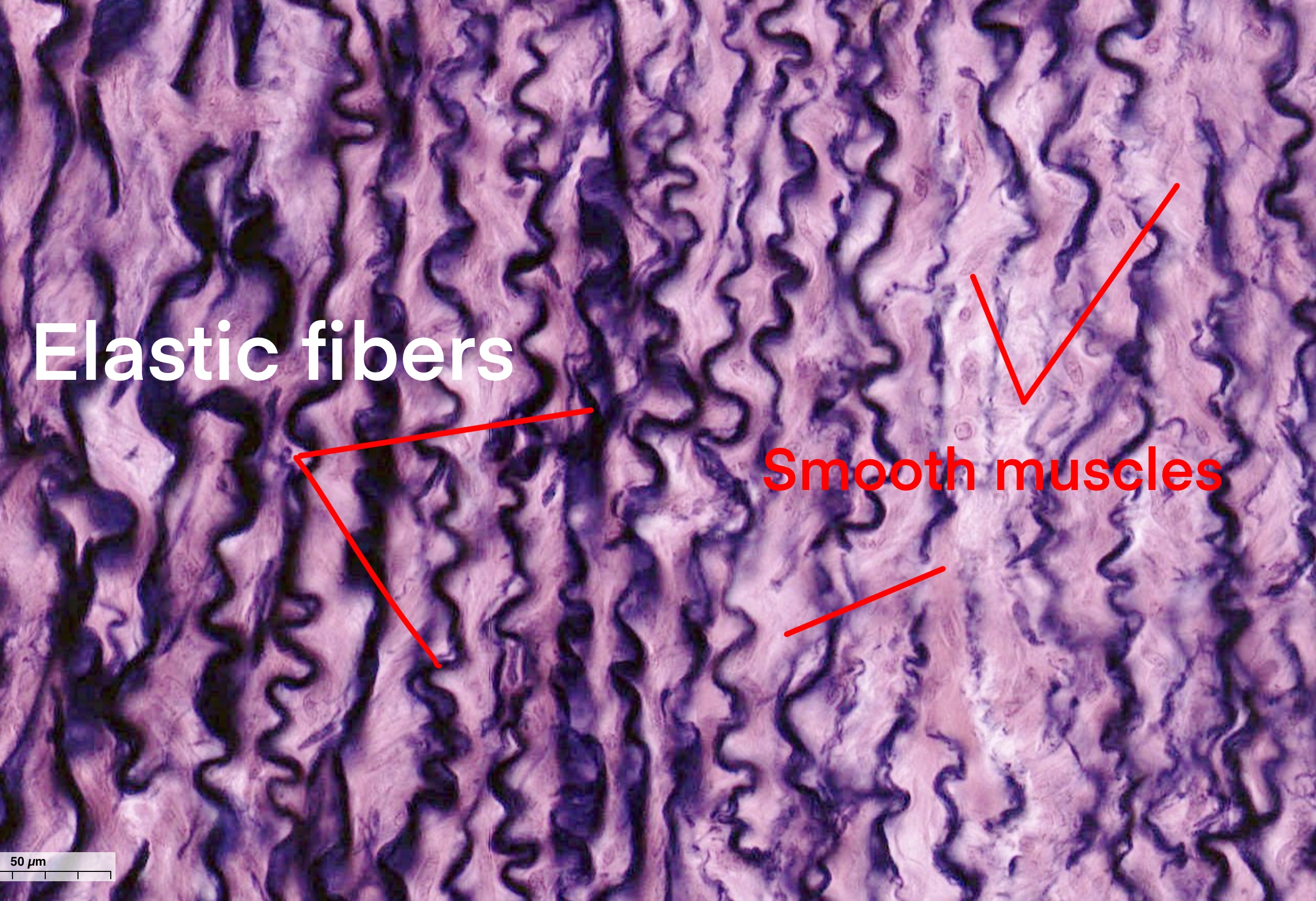 Histology Of Cardiovascular System Histology Of Cardiovascular System