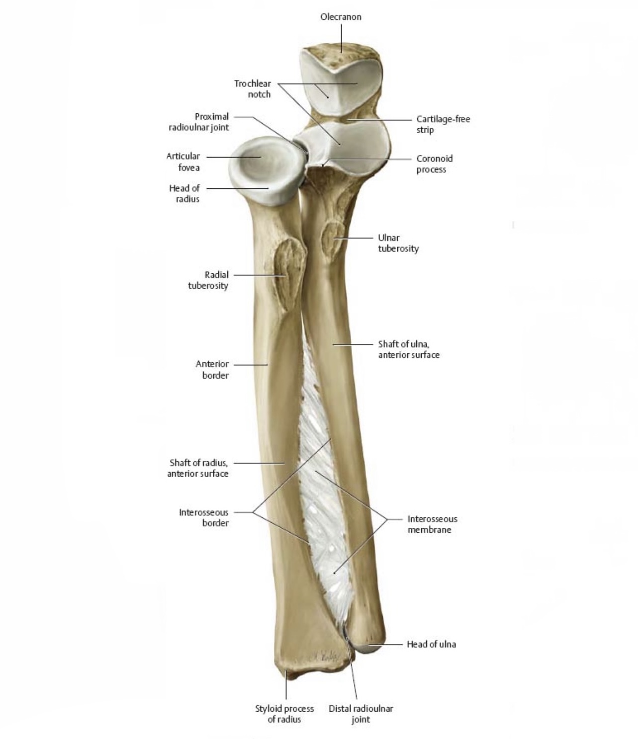 Anatomy Of The Radius The Elbow Here Is An Overview Some High Yield