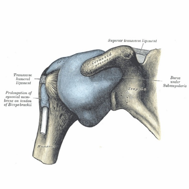 The Biceps Brachii