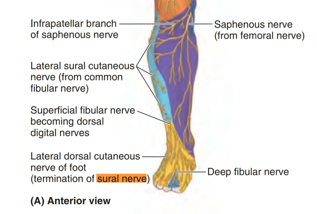 SURAL NERVE SURAL NERVE