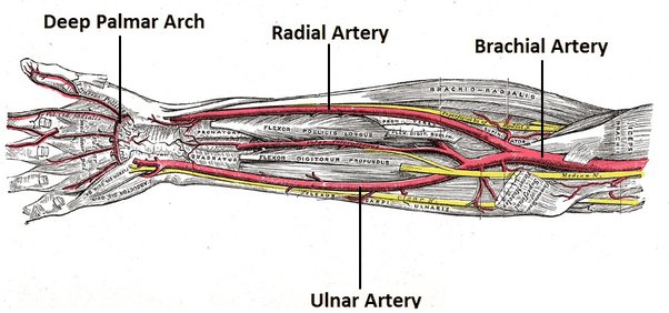 Anterior interosseous artery