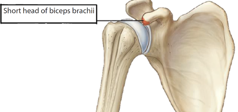 The Biceps Brachii