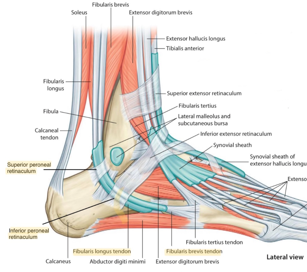Lateral Malleolus Tendon