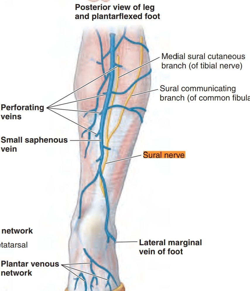 SURAL NERVE SURAL NERVE